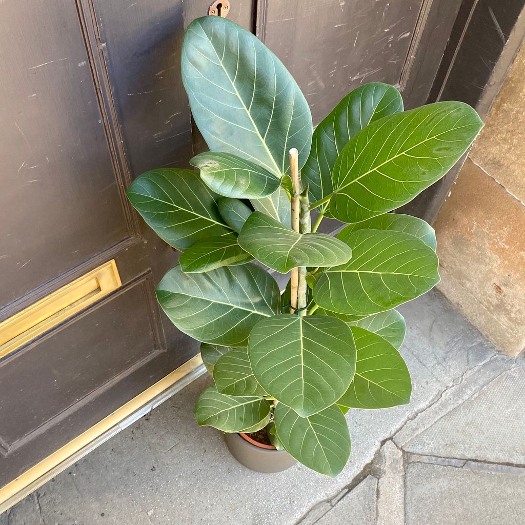 Ficus benghalensis ‘Audrey’ (21cm pot) - grow urban.