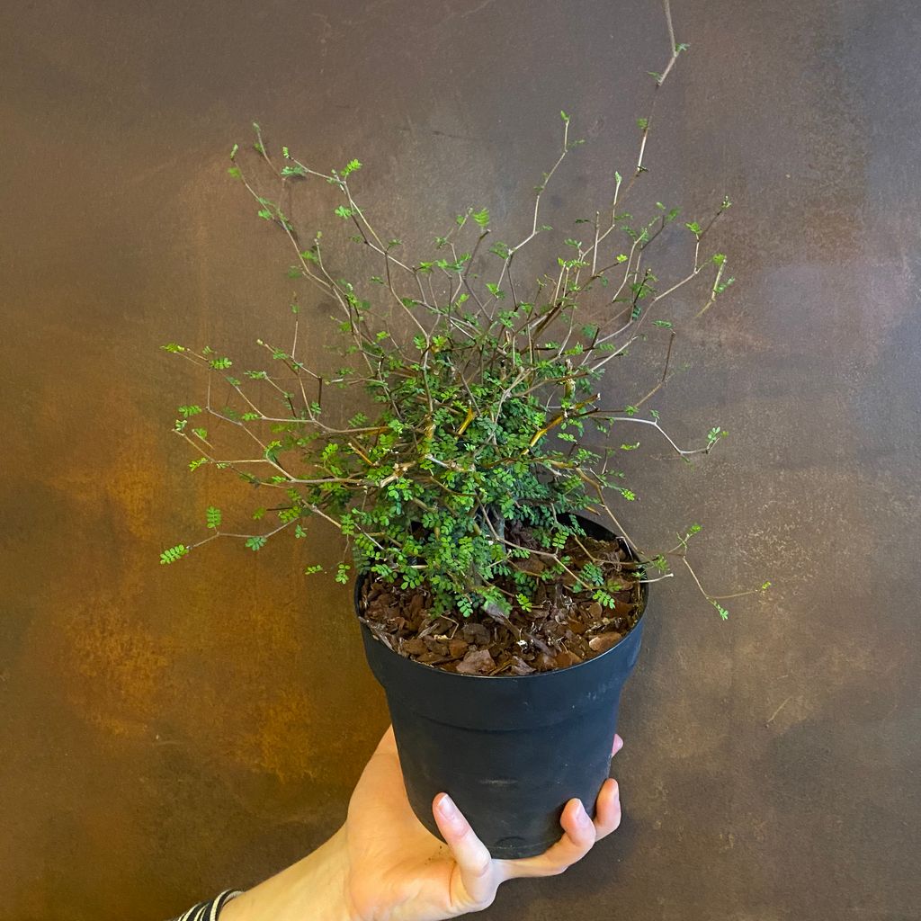 Sophora prostrata - grow urban.