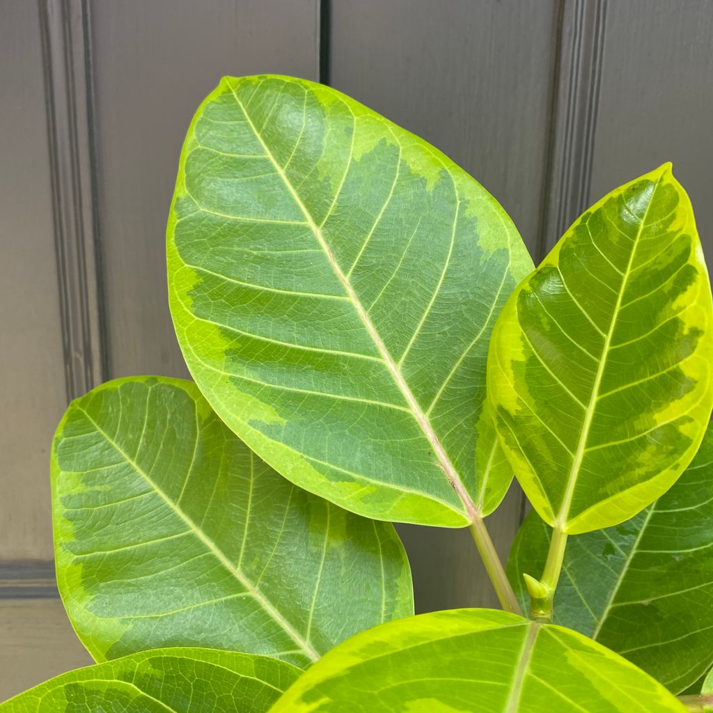 Ficus altissima - grow urban.