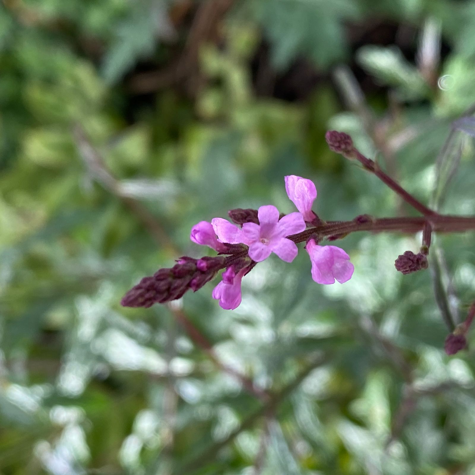 Verbena Officinalis Wikiwand