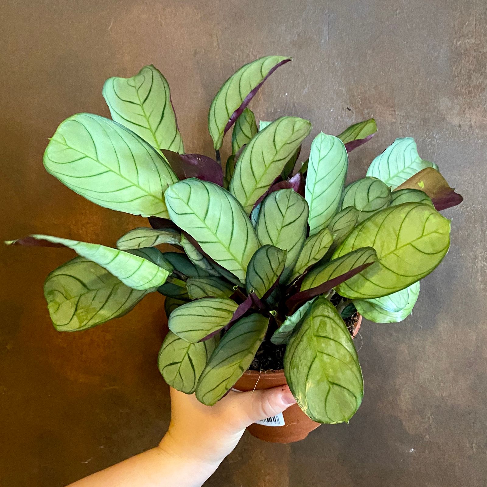 Ctenanthe ‘Amagris’ - grow urban.