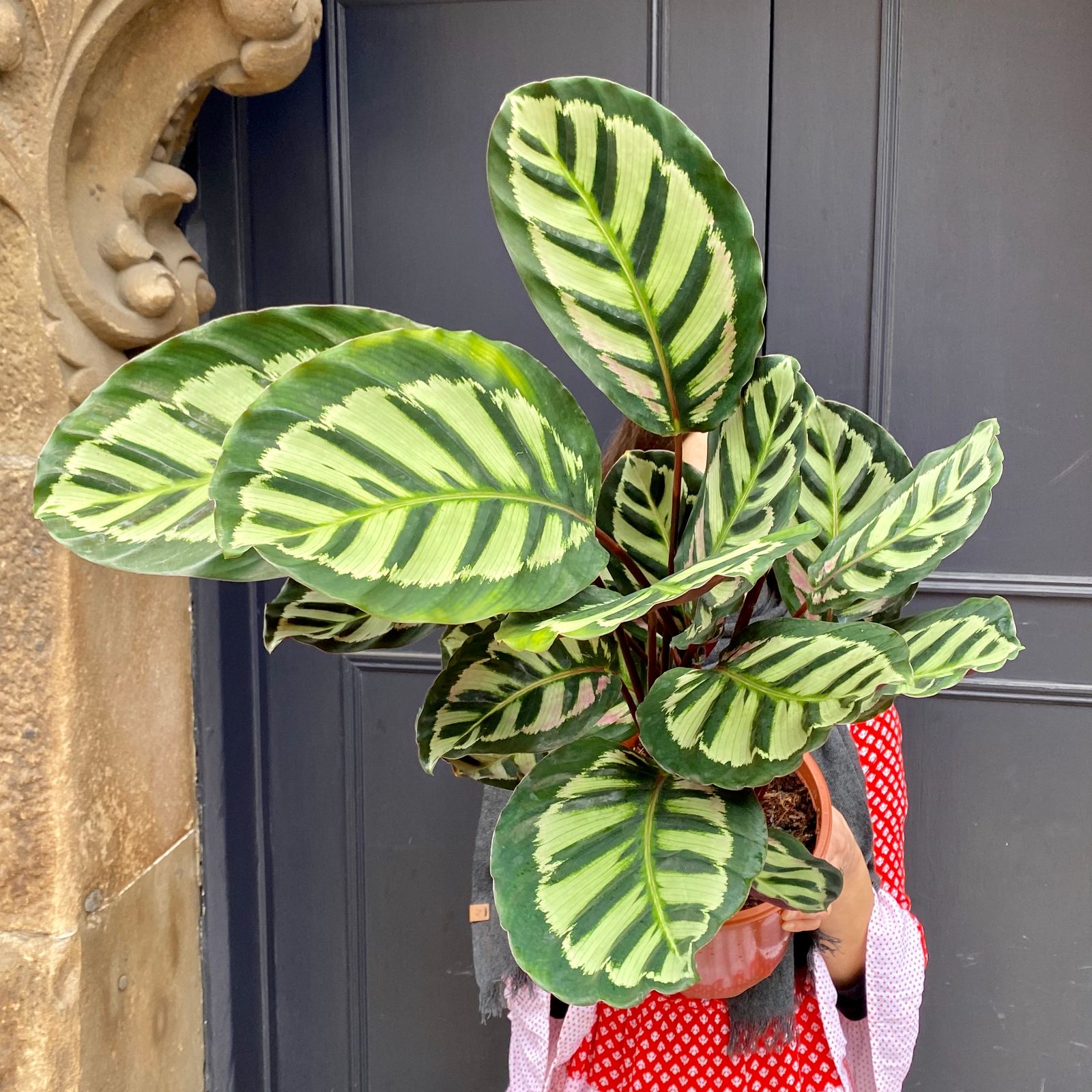 Calathea ‘Cora’ - grow urban.