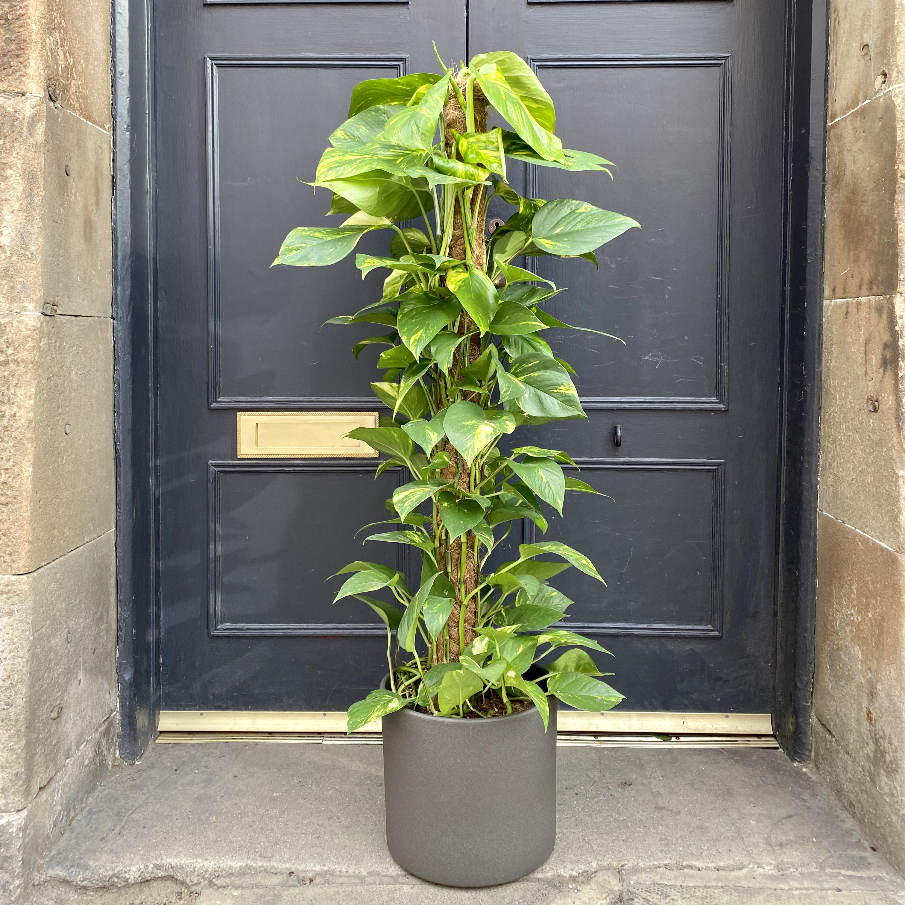 Epipremnum aureum (120cm) - grow urban.