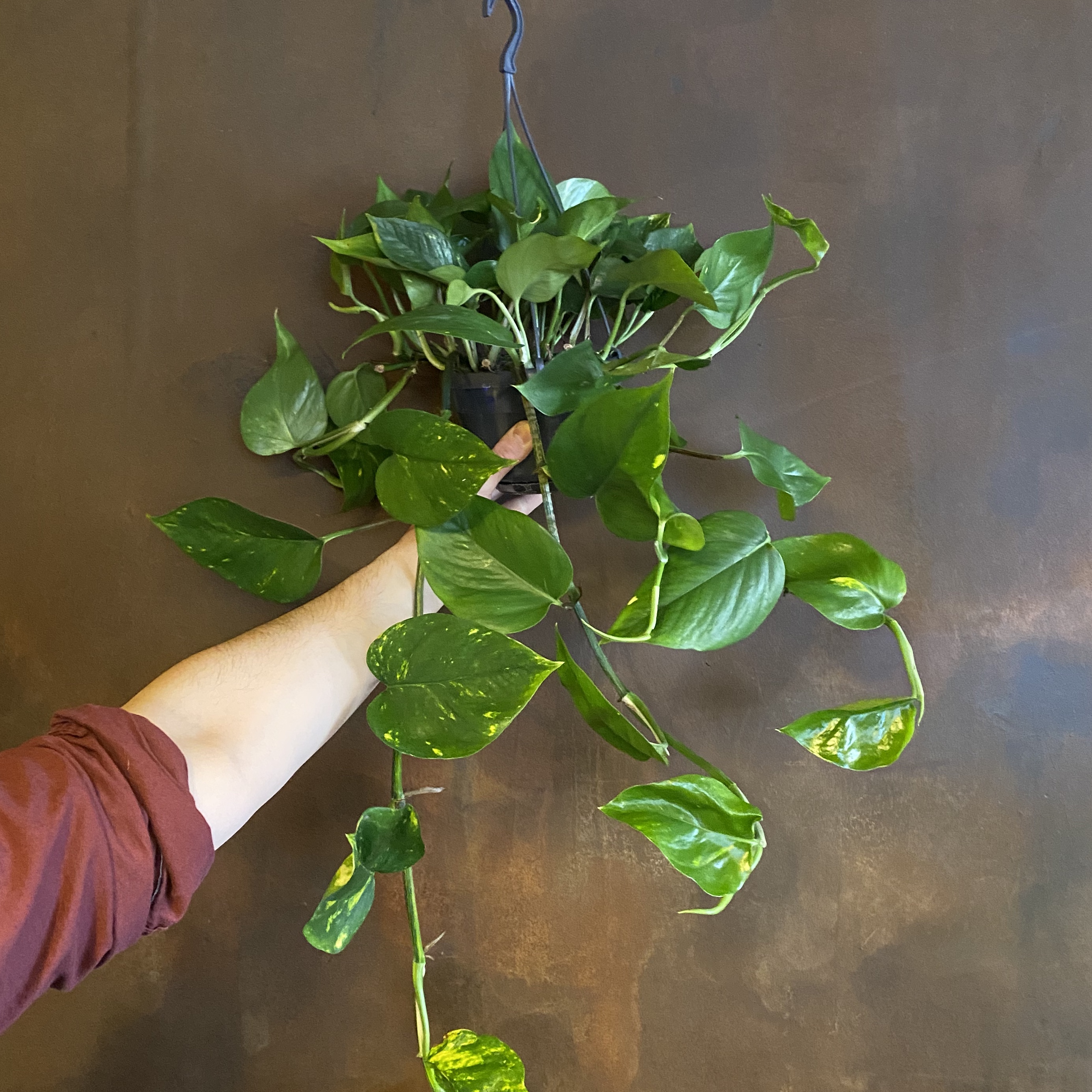 Epipremnum aureum - grow urban.