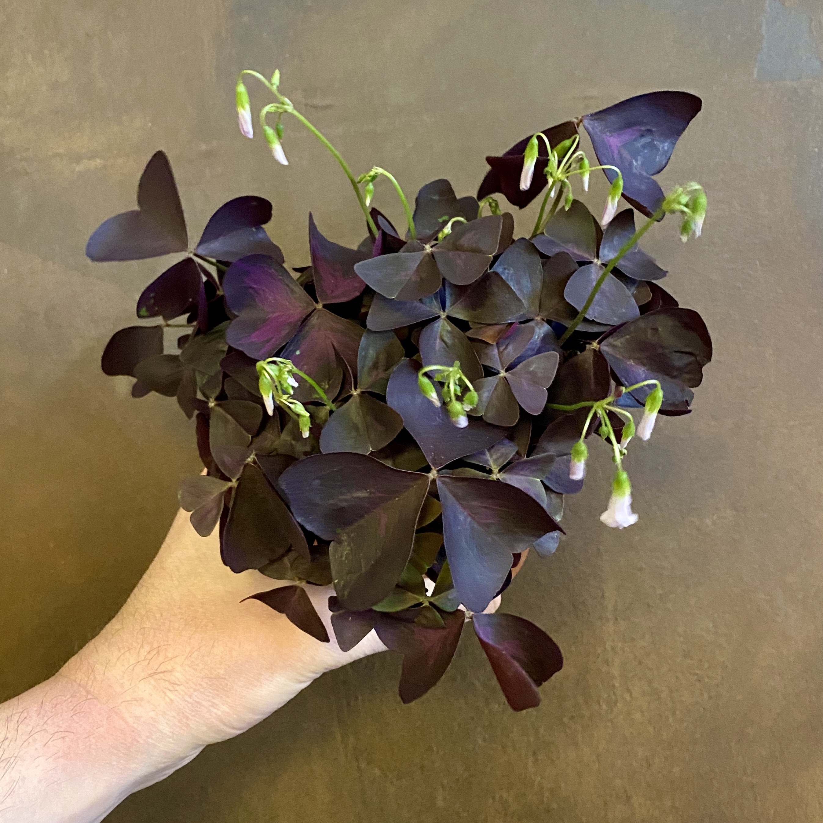 Oxalis triangularis - grow urban.