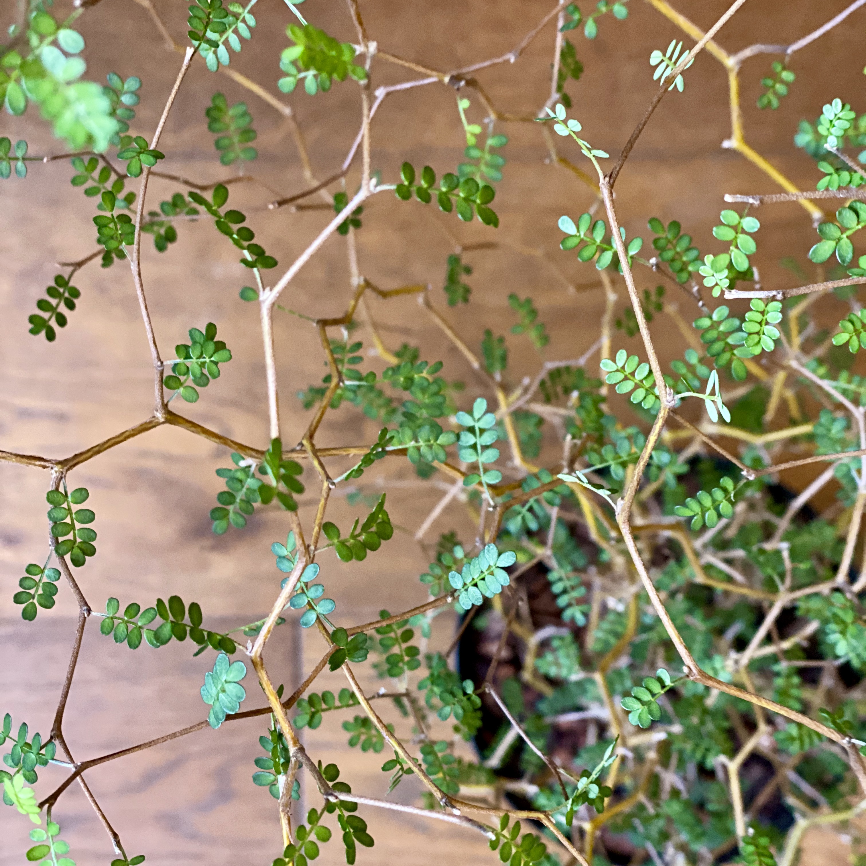 Sophora prostrata - grow urban.