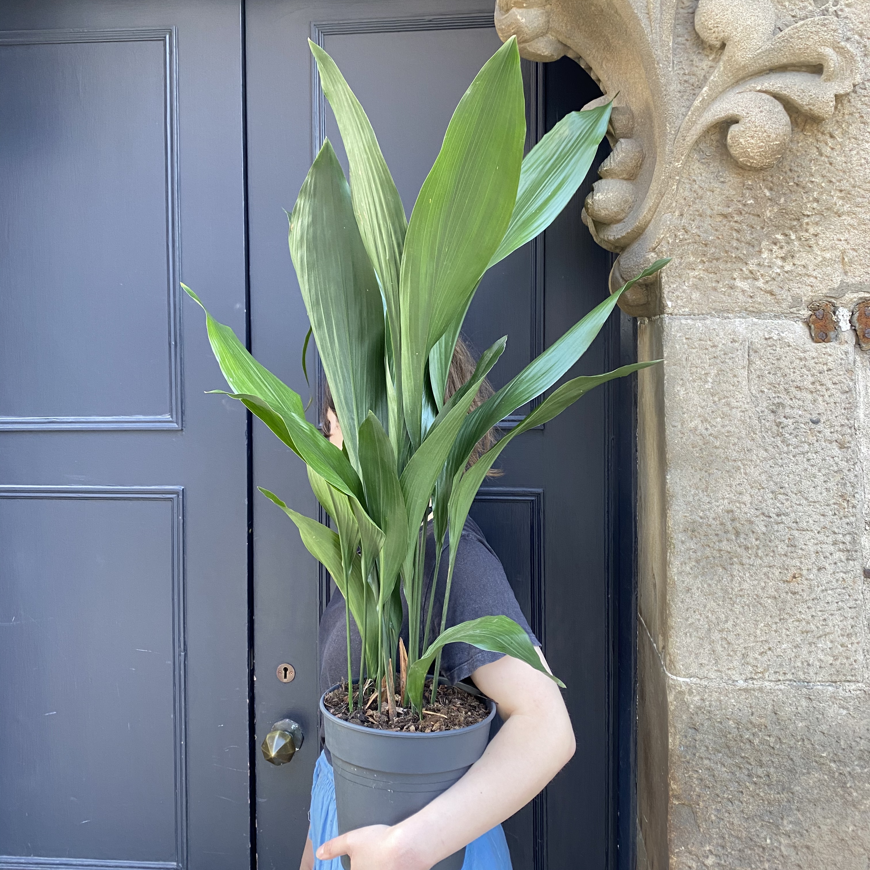 Aspidistra elatior (90cm) - grow urban.