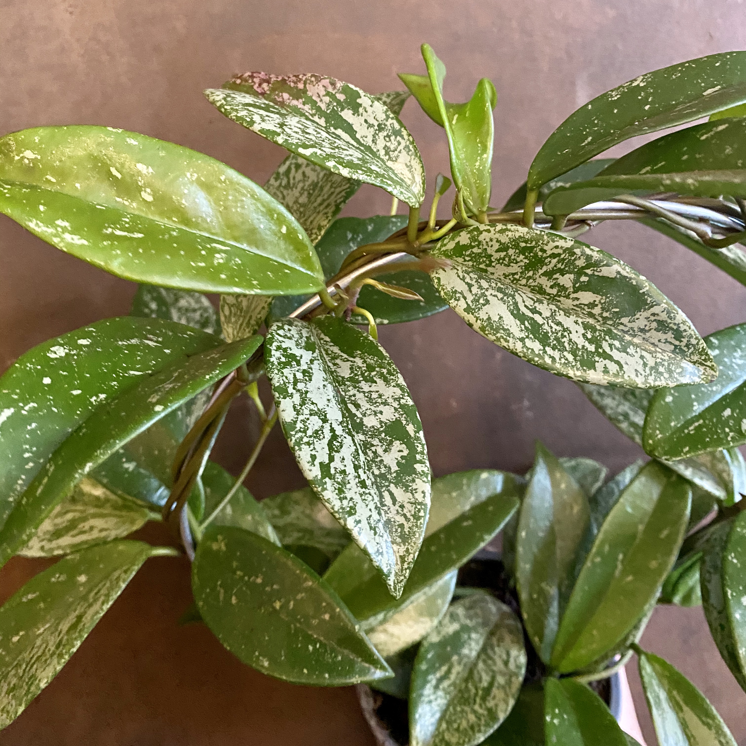 Hoya ‘Silver Splash’ - grow urban.