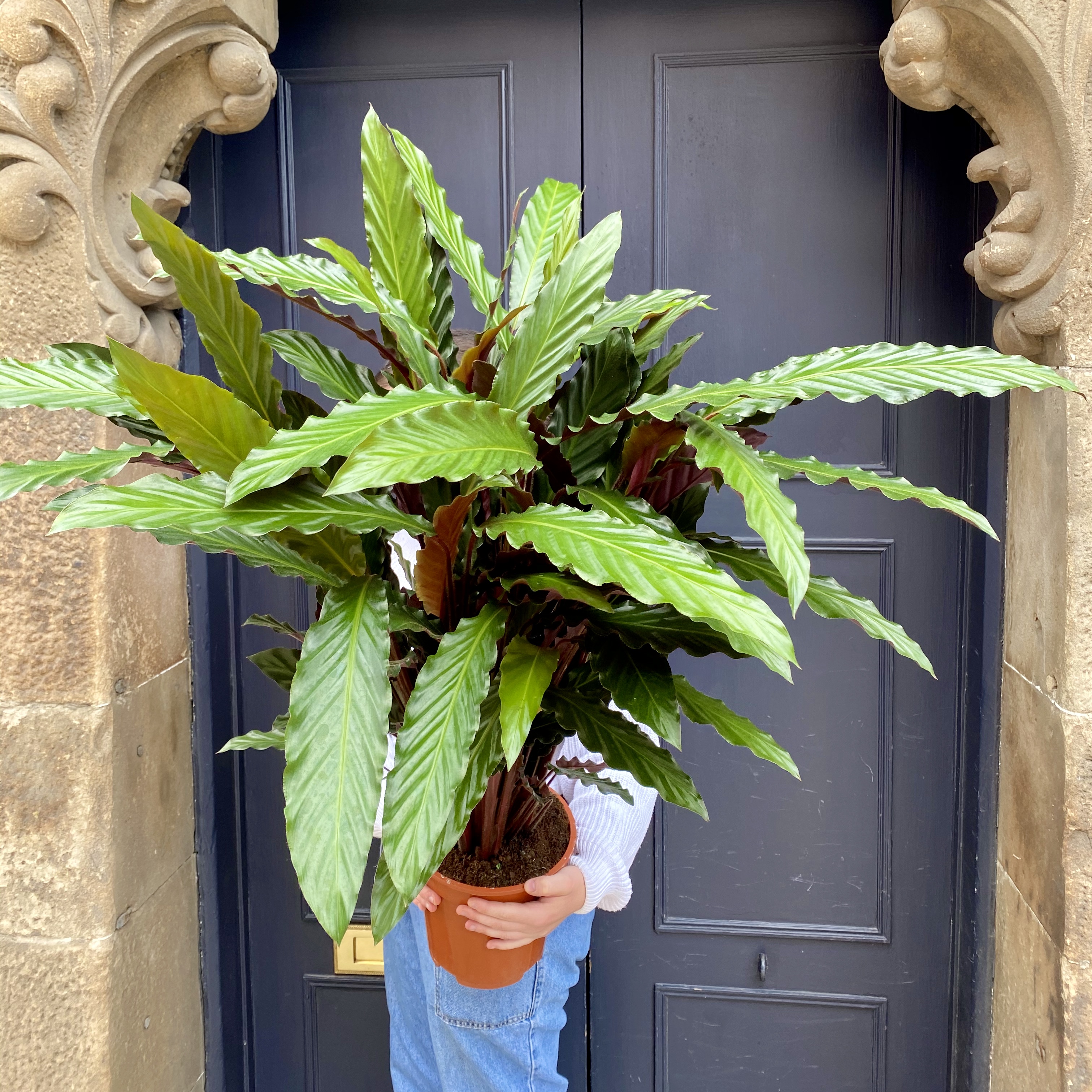 Calathea rufibarba ‘Wavestar’ - grow urban.